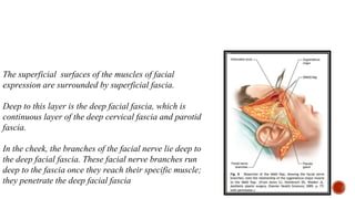 Superficial Musculo Aponeurotic System(SMAS) | PPTX