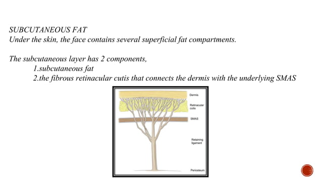 Superficial Musculo Aponeurotic System(SMAS) | PPTX | Death, Injury, or ...