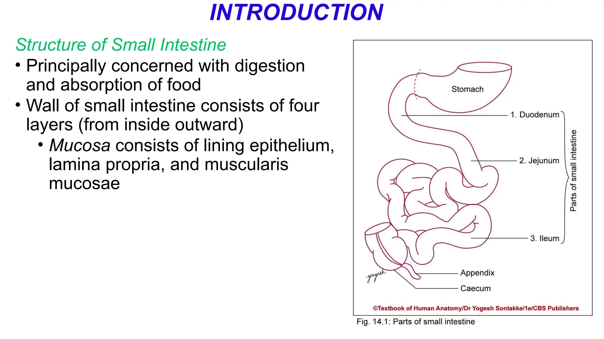 Small intestine and superior mesenteric artery | PPTX
