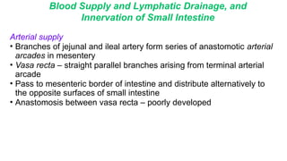 Small intestine and superior mesenteric artery | PPTX