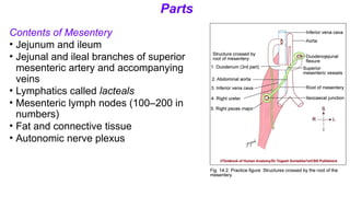 Small intestine and superior mesenteric artery | PPTX