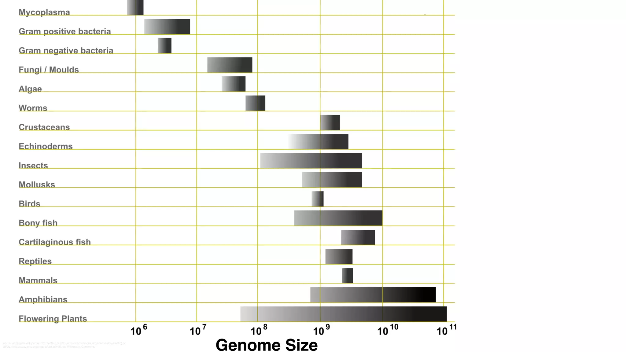 Adaptive evolution of genome size across altitudinal clines in maize | PPT