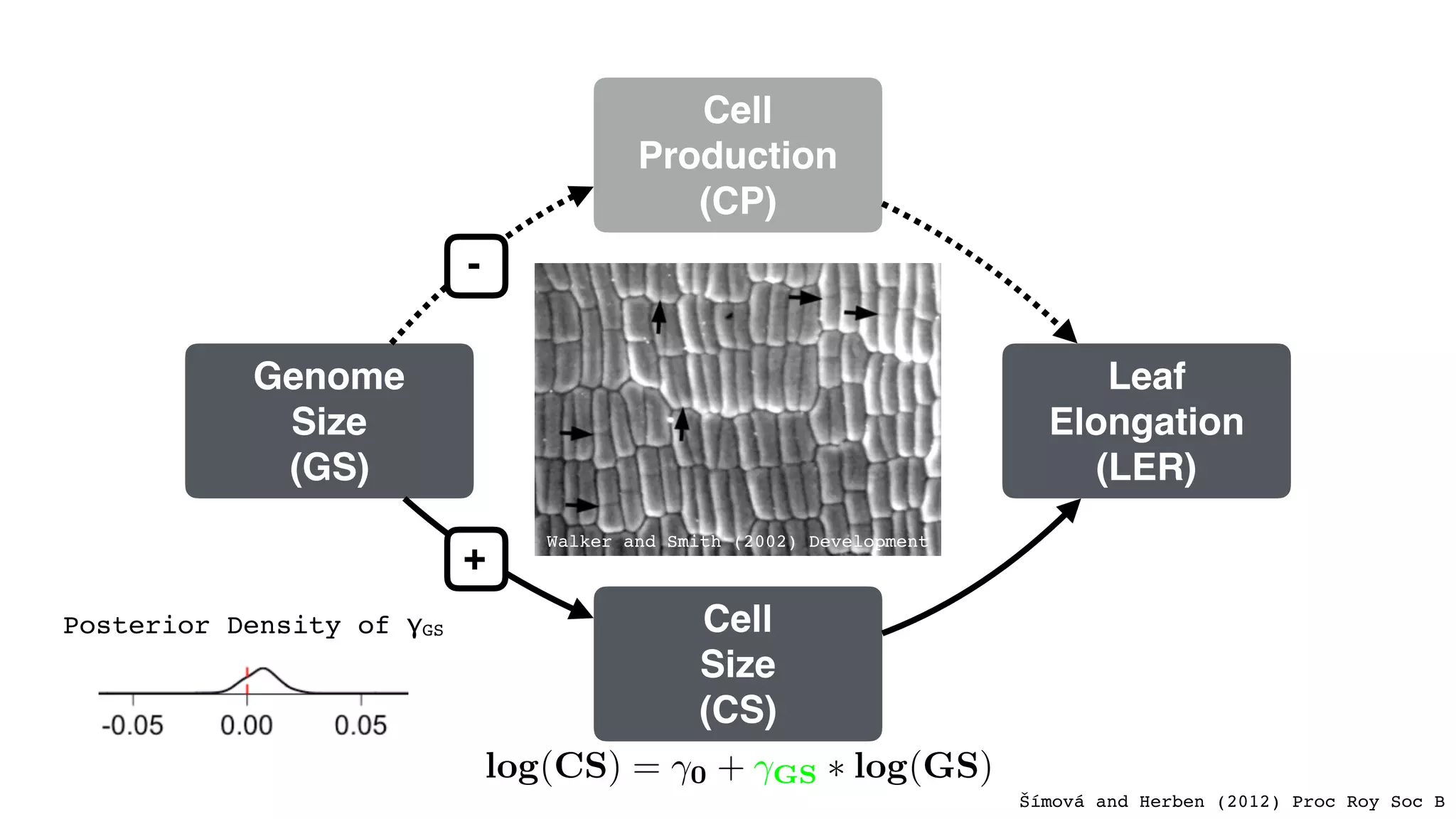Adaptive evolution of genome size across altitudinal clines in maize | PPT