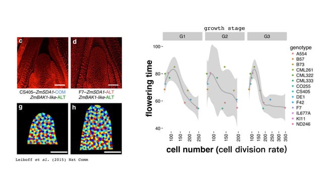 Adaptive evolution of genome size across altitudinal clines in maize | PPT