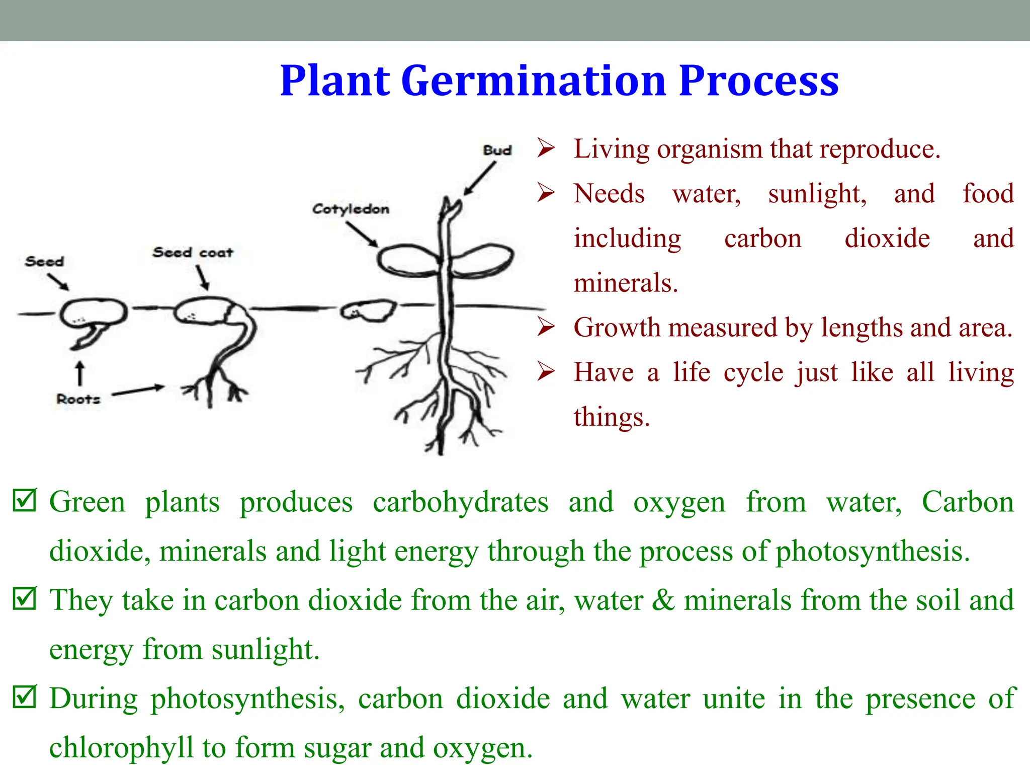 MWCNT Interaction with Plant Cells for Nutrient Delivery.pptx