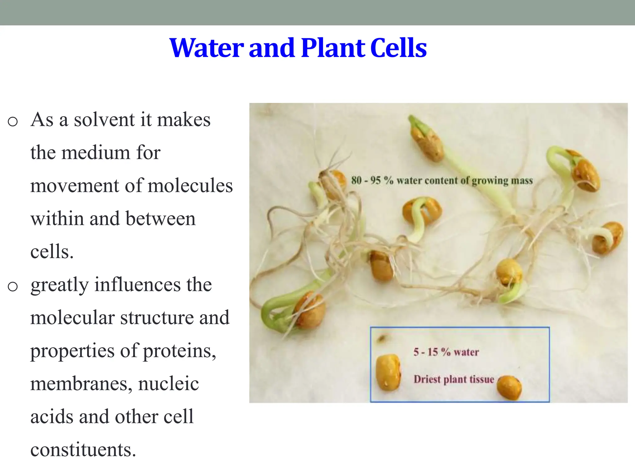 MWCNT Interaction with Plant Cells for Nutrient Delivery.pptx