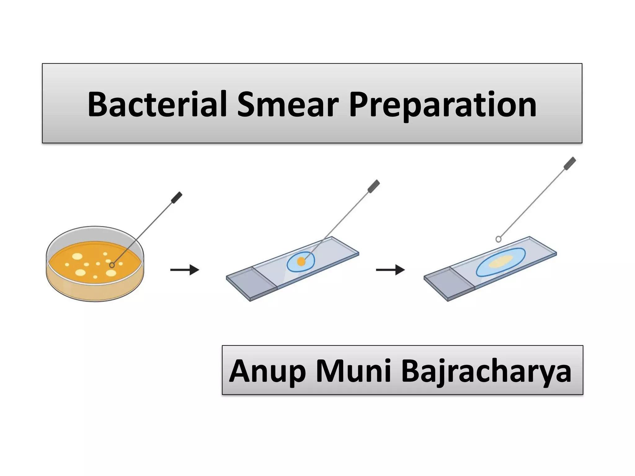 Bacterial Smear preparation | PDF