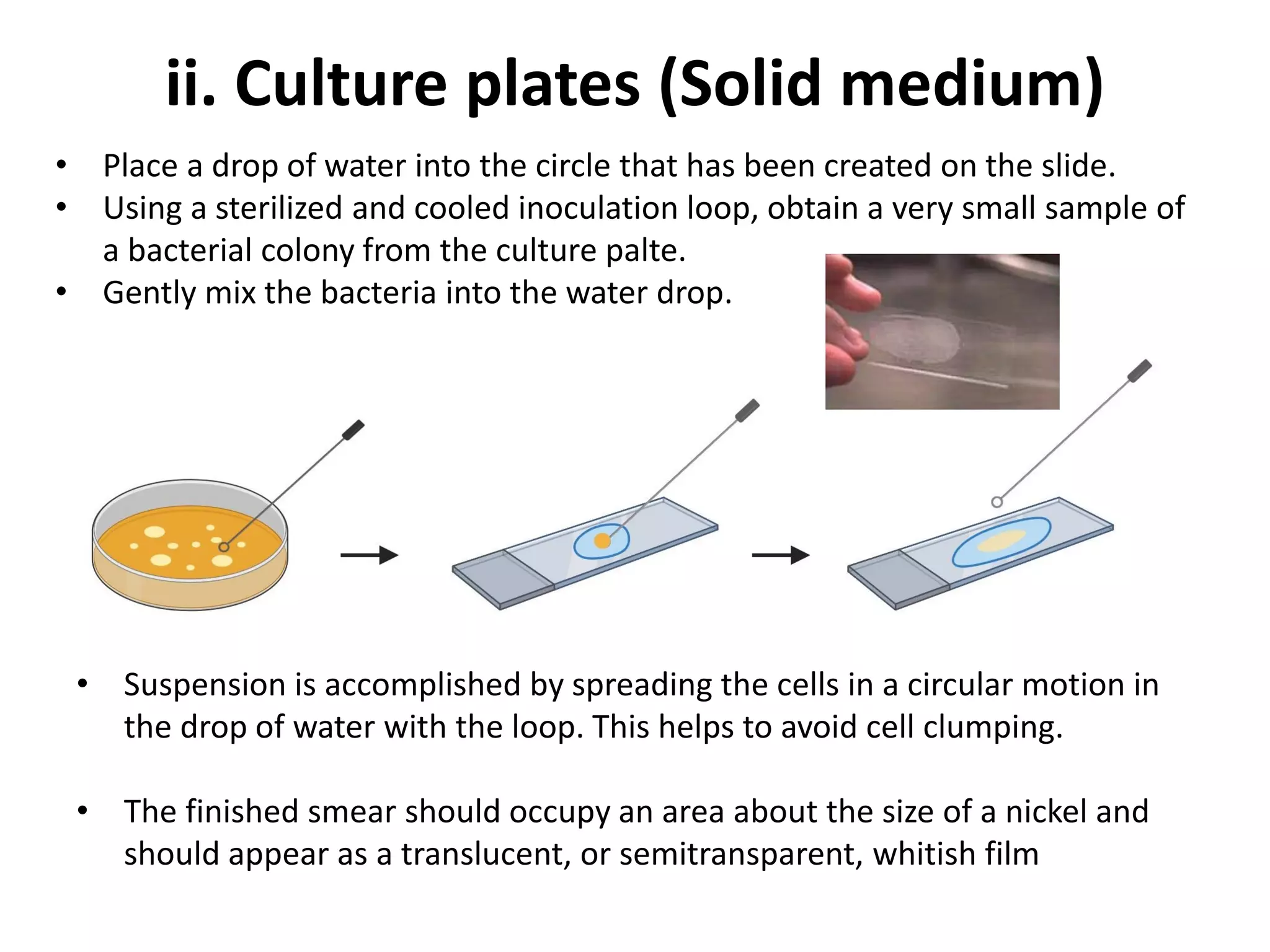Bacterial Smear preparation | PDF
