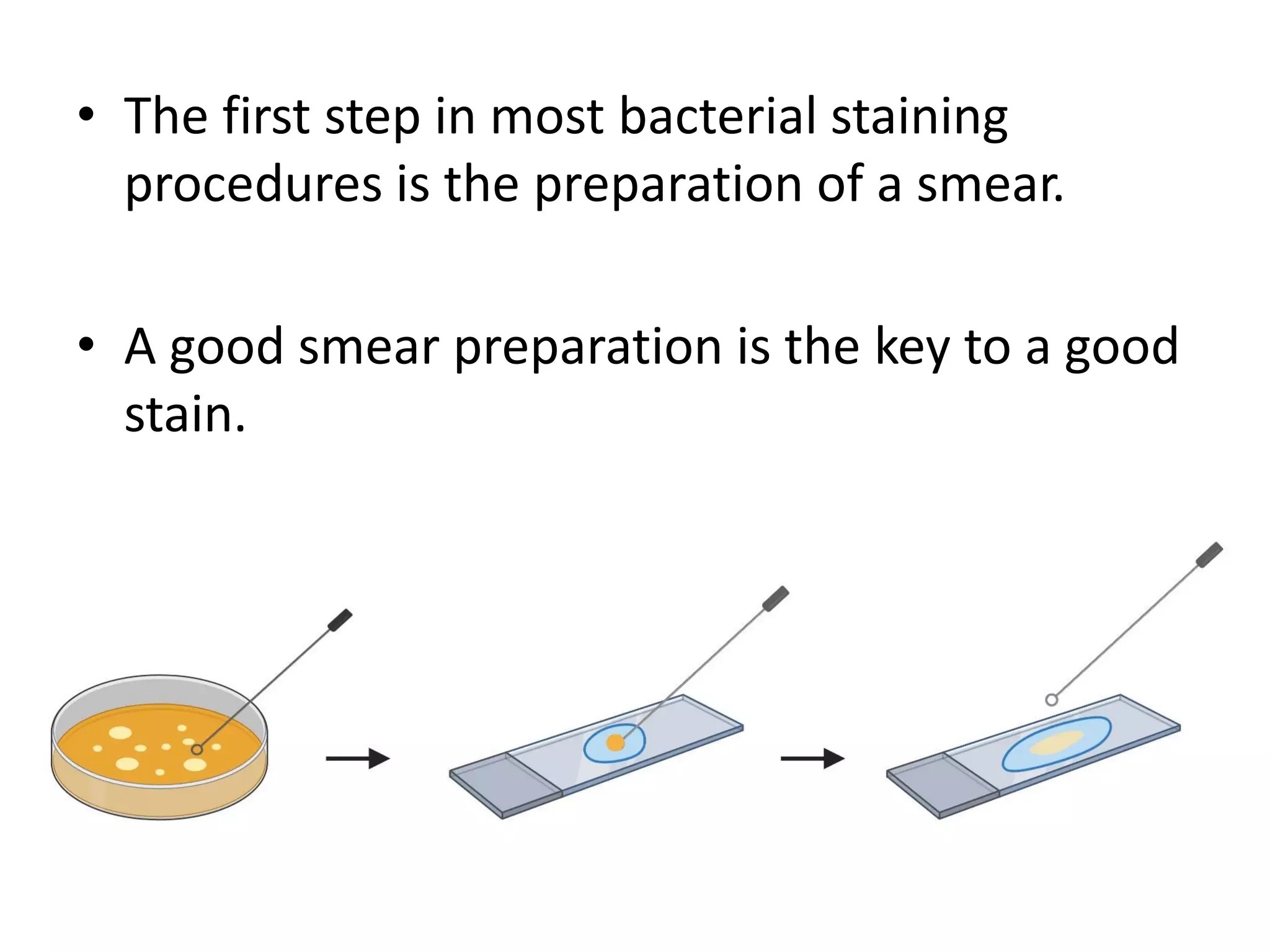 Bacterial Smear preparation | PDF