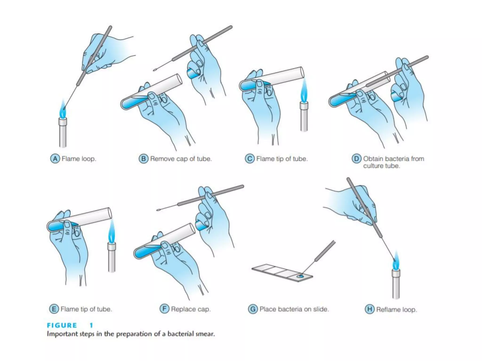 Bacterial Smear preparation | PDF