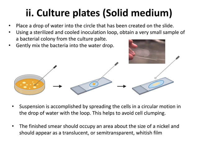 Bacterial Smear preparation | PDF | Chemistry | Science