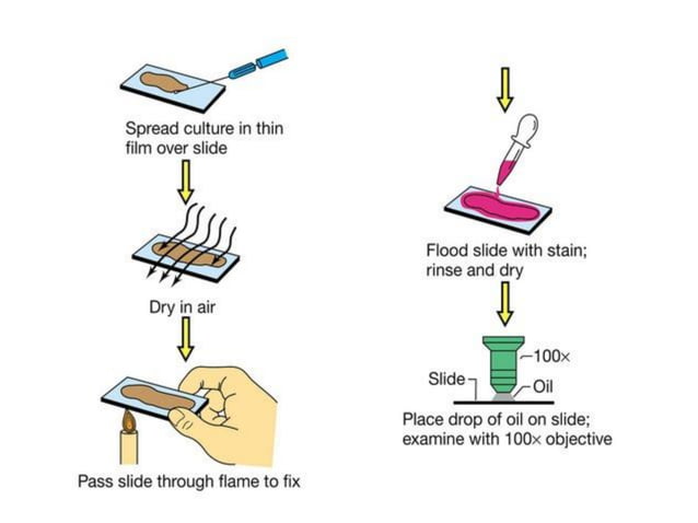 Bacterial Smear preparation | PDF | Chemistry | Science