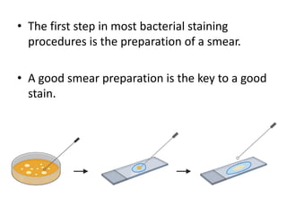 Bacterial Smear preparation | PDF