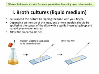 Bacterial Smear preparation | PDF