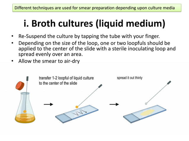 Bacterial Smear preparation | PDF | Chemistry | Science