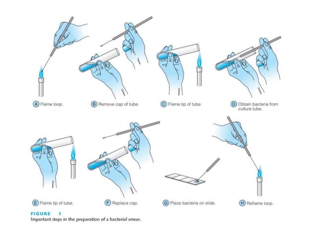 Bacterial Smear preparation | PDF | Chemistry | Science