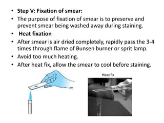 Smear In Microbiology