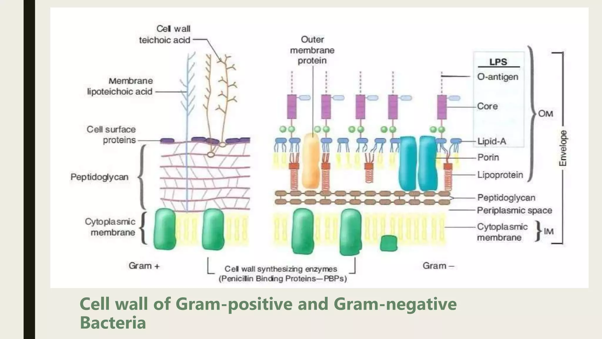 smear prep & Gram staining-new.pptx