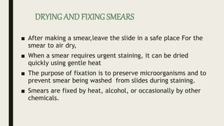 smear prep & Gram staining-new.pptx