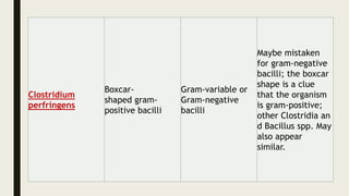 smear prep & Gram staining-new.pptx