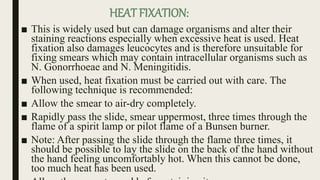 smear prep & Gram staining-new.pptx