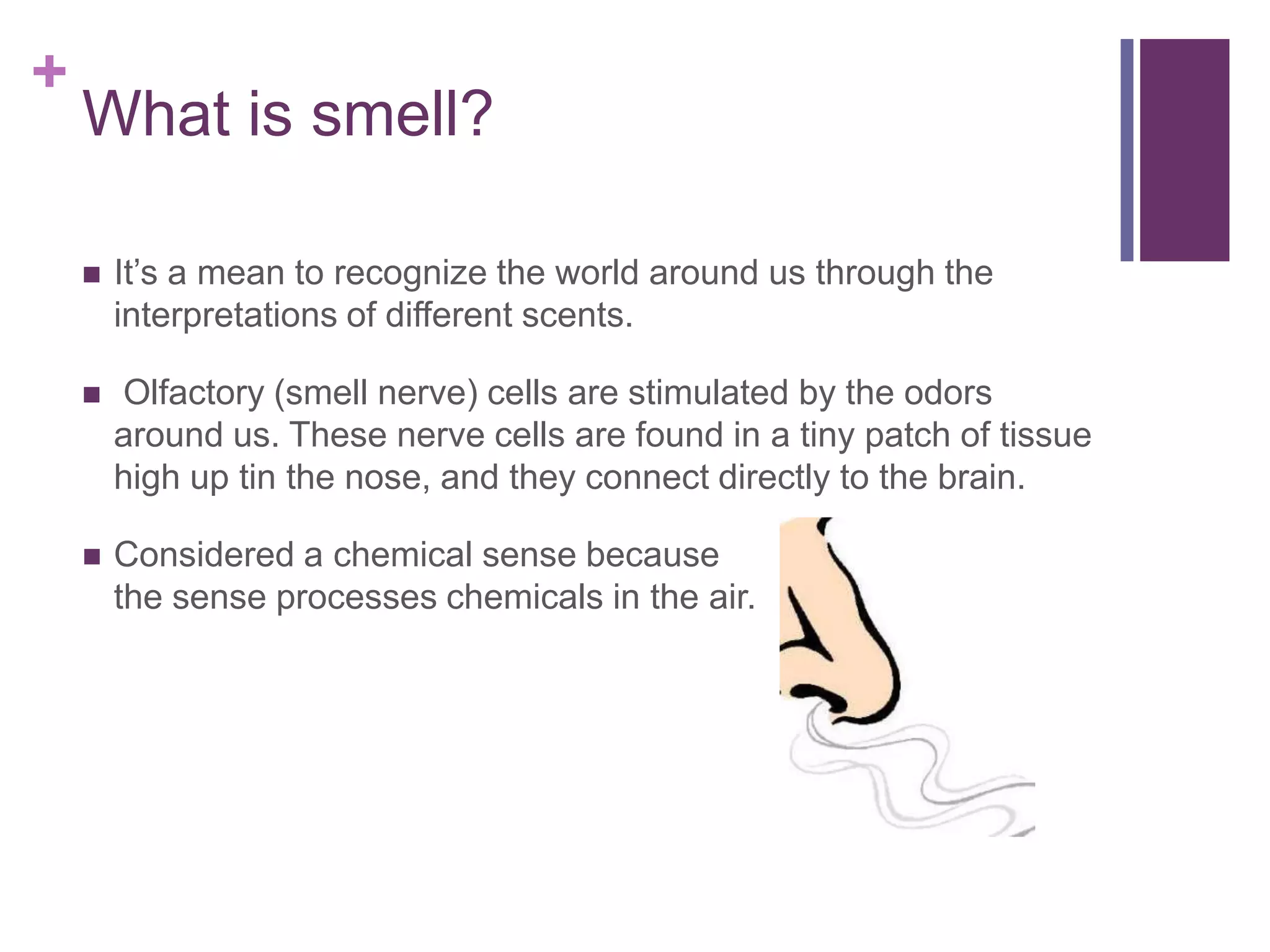 Smell | PPT