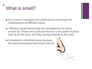 Smell | PPT
