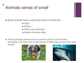 Smell | PPT