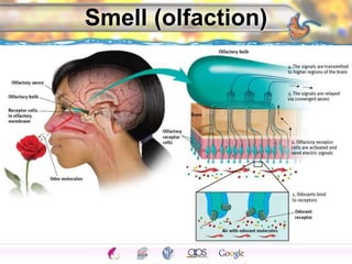 Gustation and Olfaction | PPTX