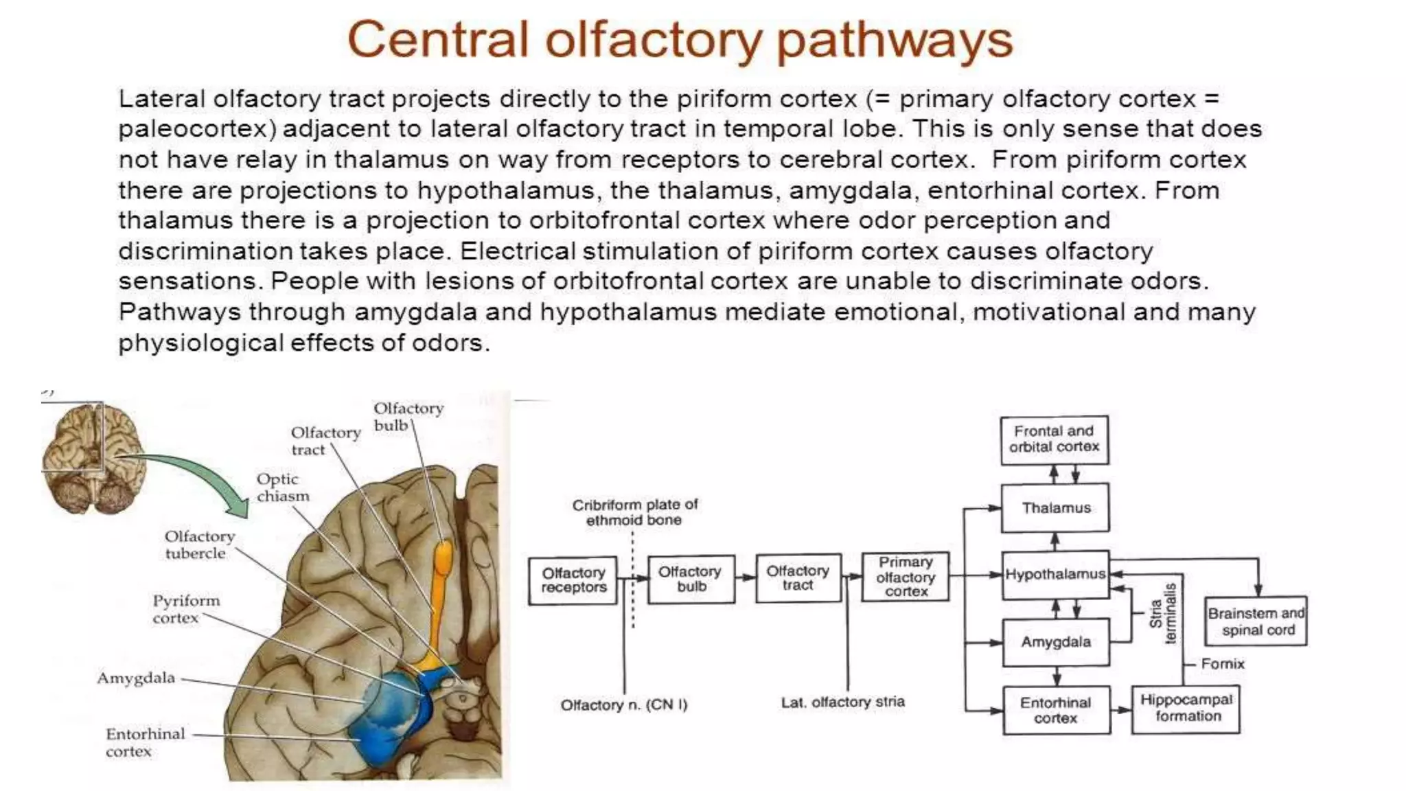 Disorders of Olfaction | PPTX