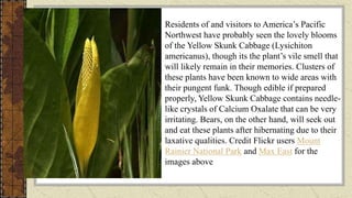 Smelliest plants | PPT
