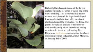 Smelliest plants | PPTX
