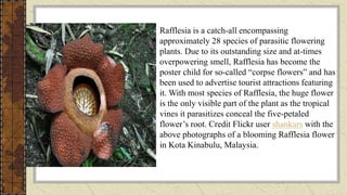 Smelliest plants | PPT