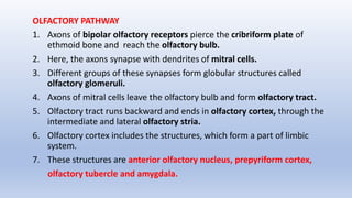SMELL PATHWAY presnsatationeefsccssc .pdf