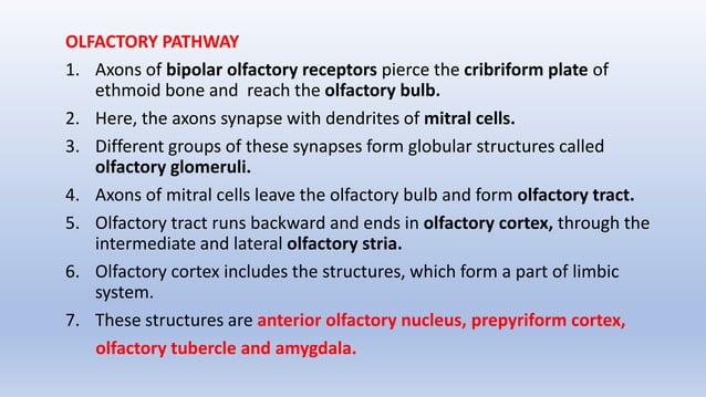 SMELL PATHWAY presnsatationeefsccssc .pdf