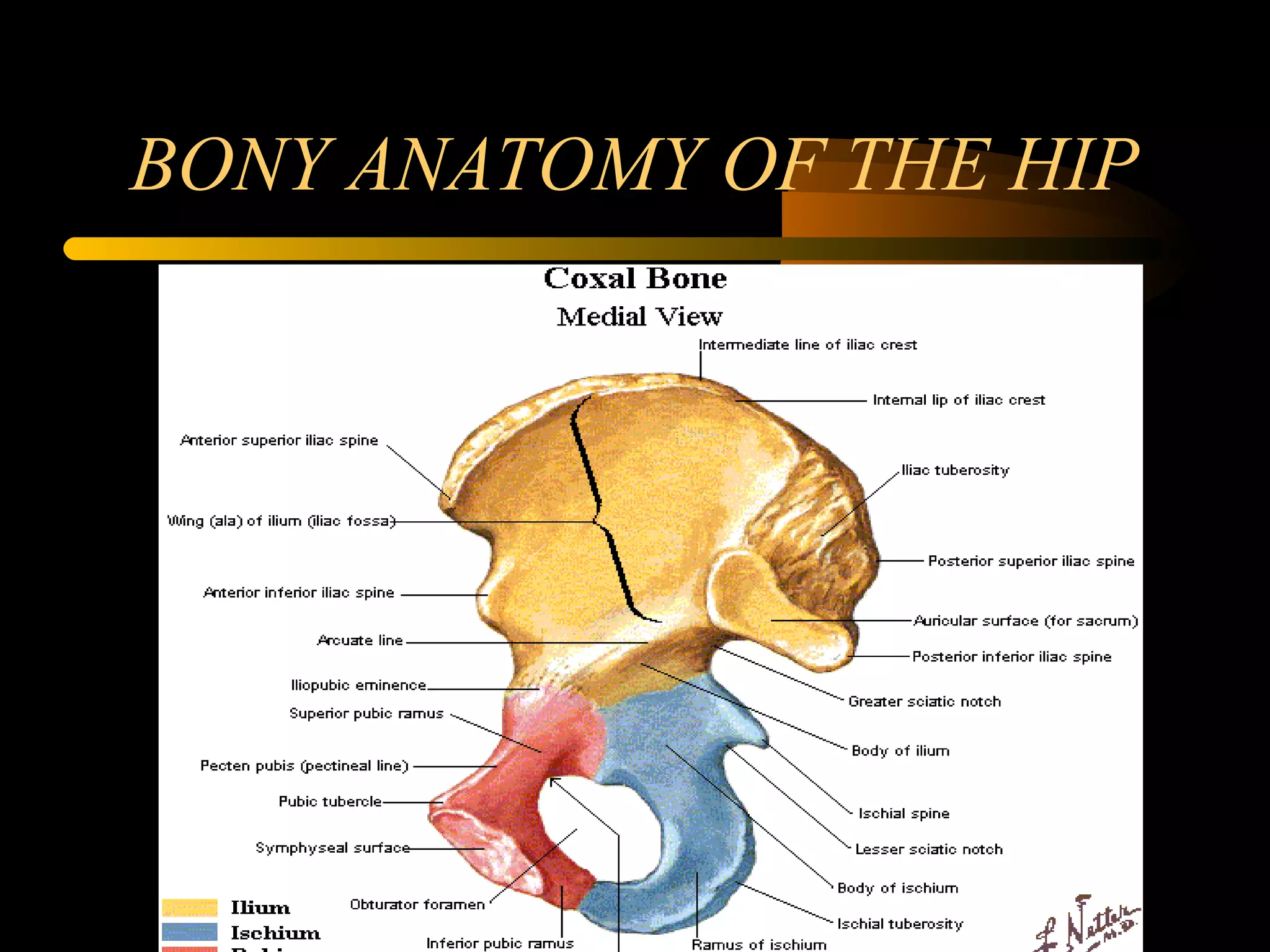 Hip joint | PPT