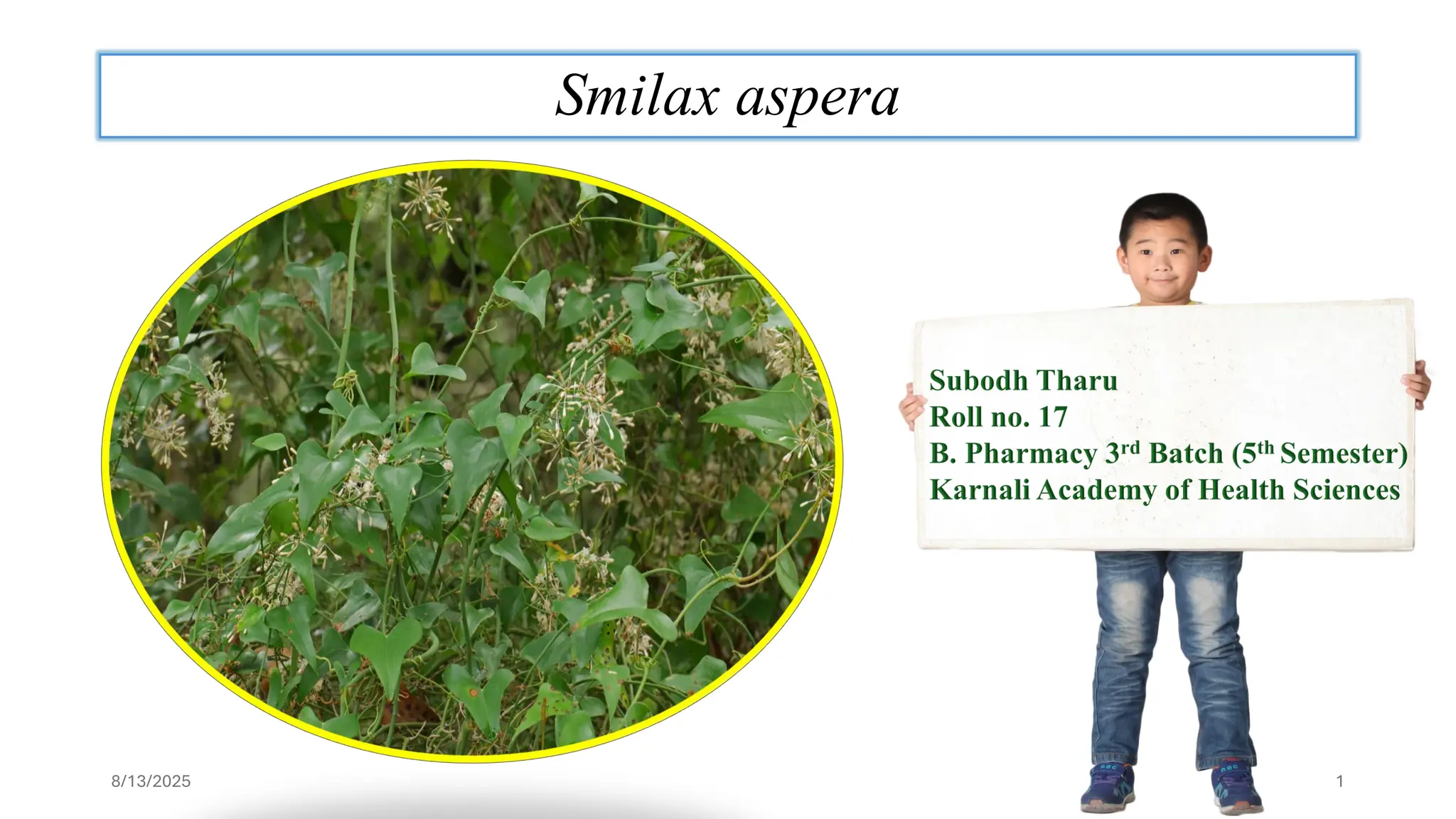 Medicinal properties of Smilax species (Chopchini) | PDF