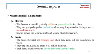 Medicinal properties of Smilax species (Chopchini) | PDF