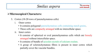 Medicinal properties of Smilax species (Chopchini) | PDF