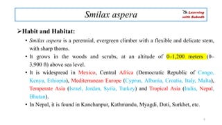 Medicinal properties of Smilax species (Chopchini) | PDF