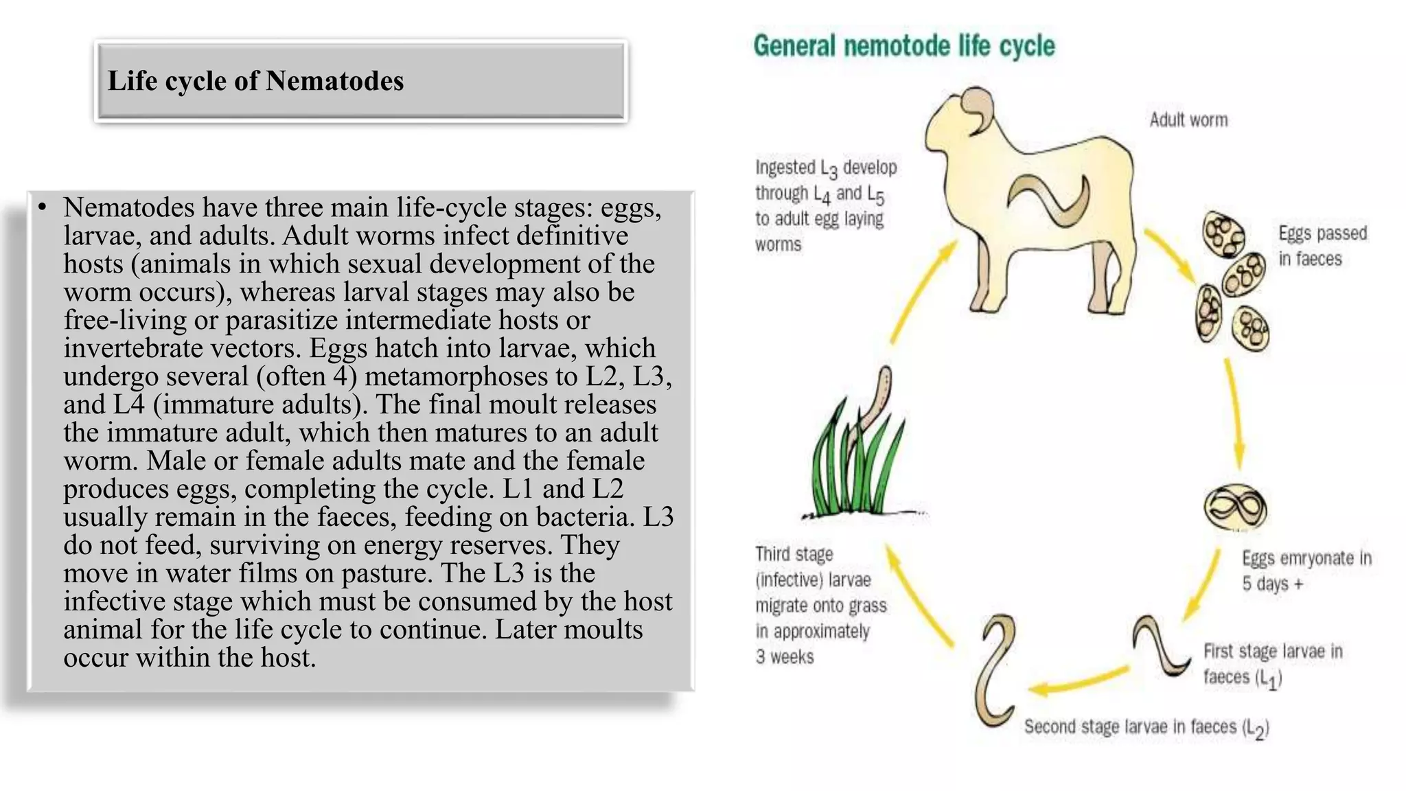 Sminar biology .pptx