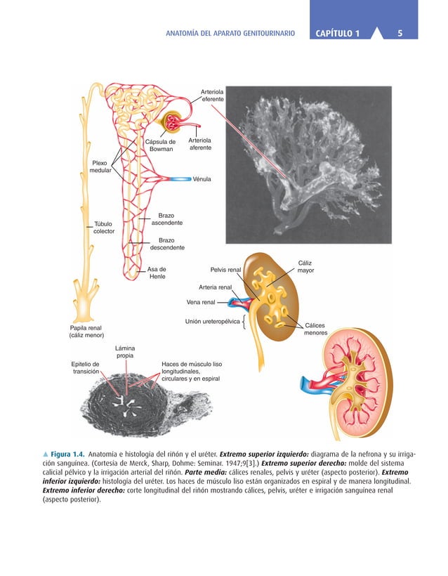 Smith y Tanagho - Urologia General 18a ed.pdf