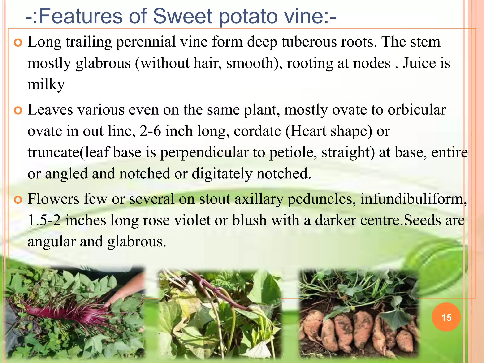 Systematics and production technology of sweet potato | PPTX