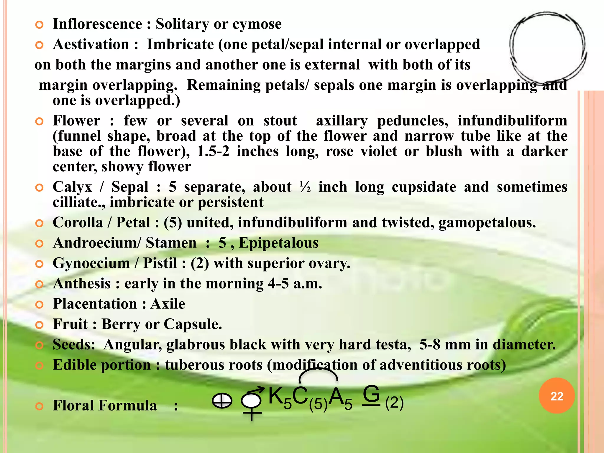 Systematics and production technology of sweet potato | PPTX