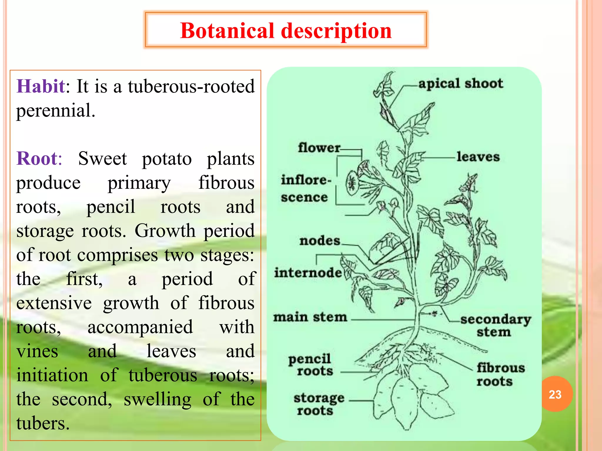 Systematics and production technology of sweet potato | PPTX