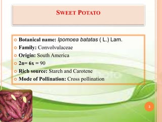 Systematics and production technology of sweet potato | PPTX