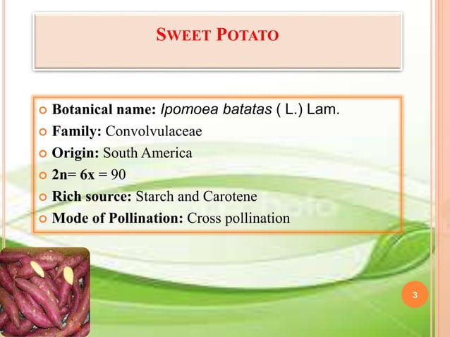 Systematics and production technology of sweet potato | PPTX