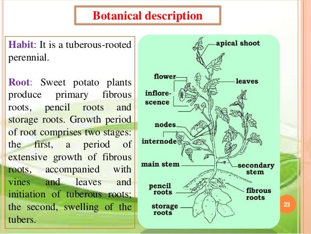Systematics and production technology of sweet potato