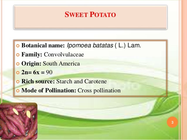Systematics and production technology of sweet potato