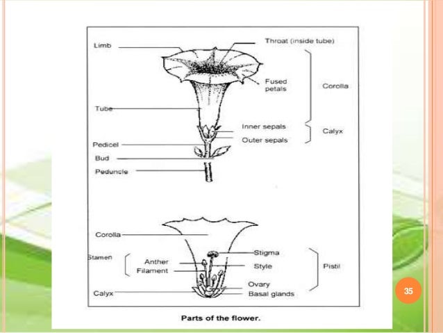 Systematics and production technology of sweet potato